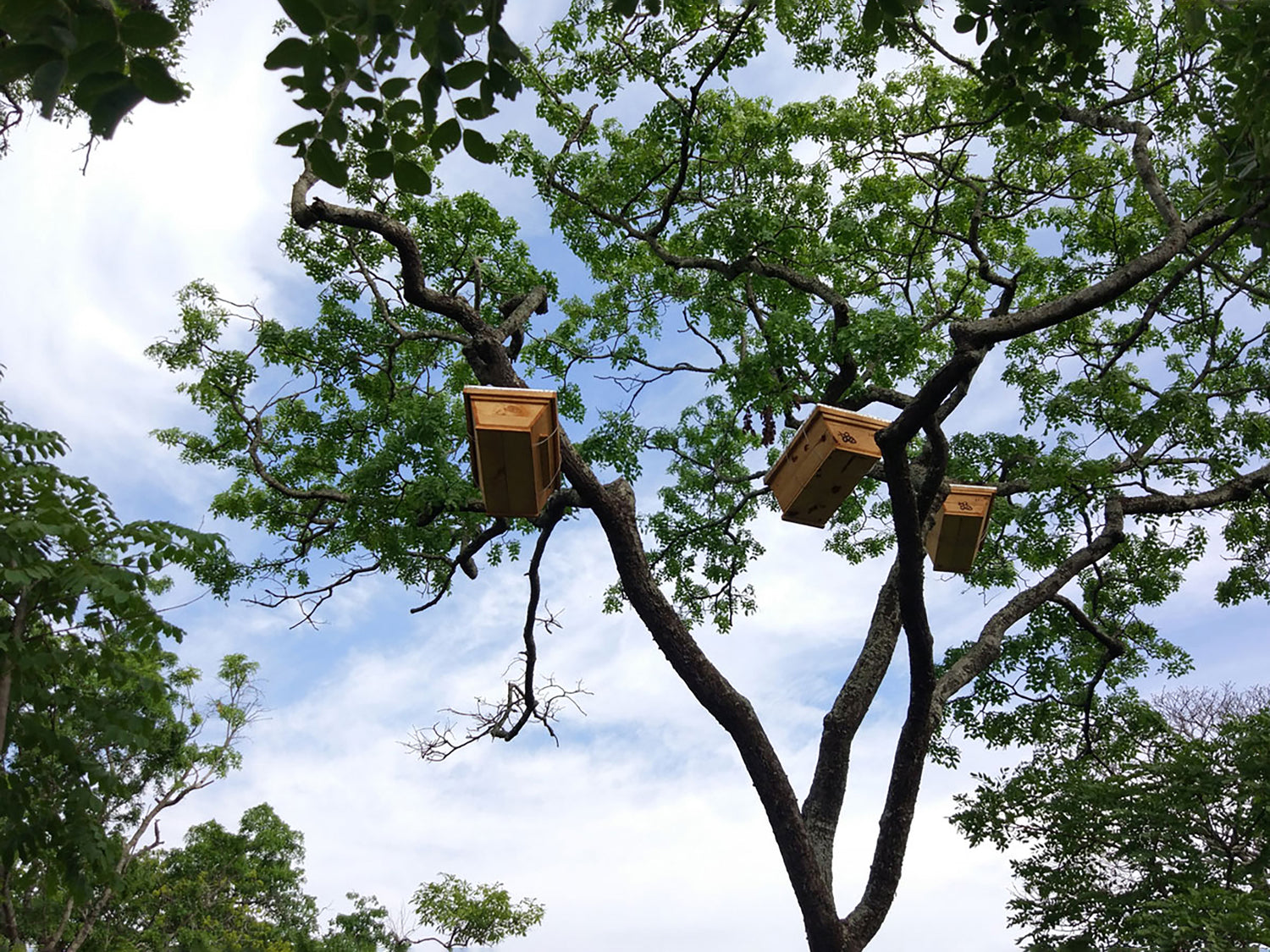 Our Company – African Bronze Honey / 10000 Beekeepers