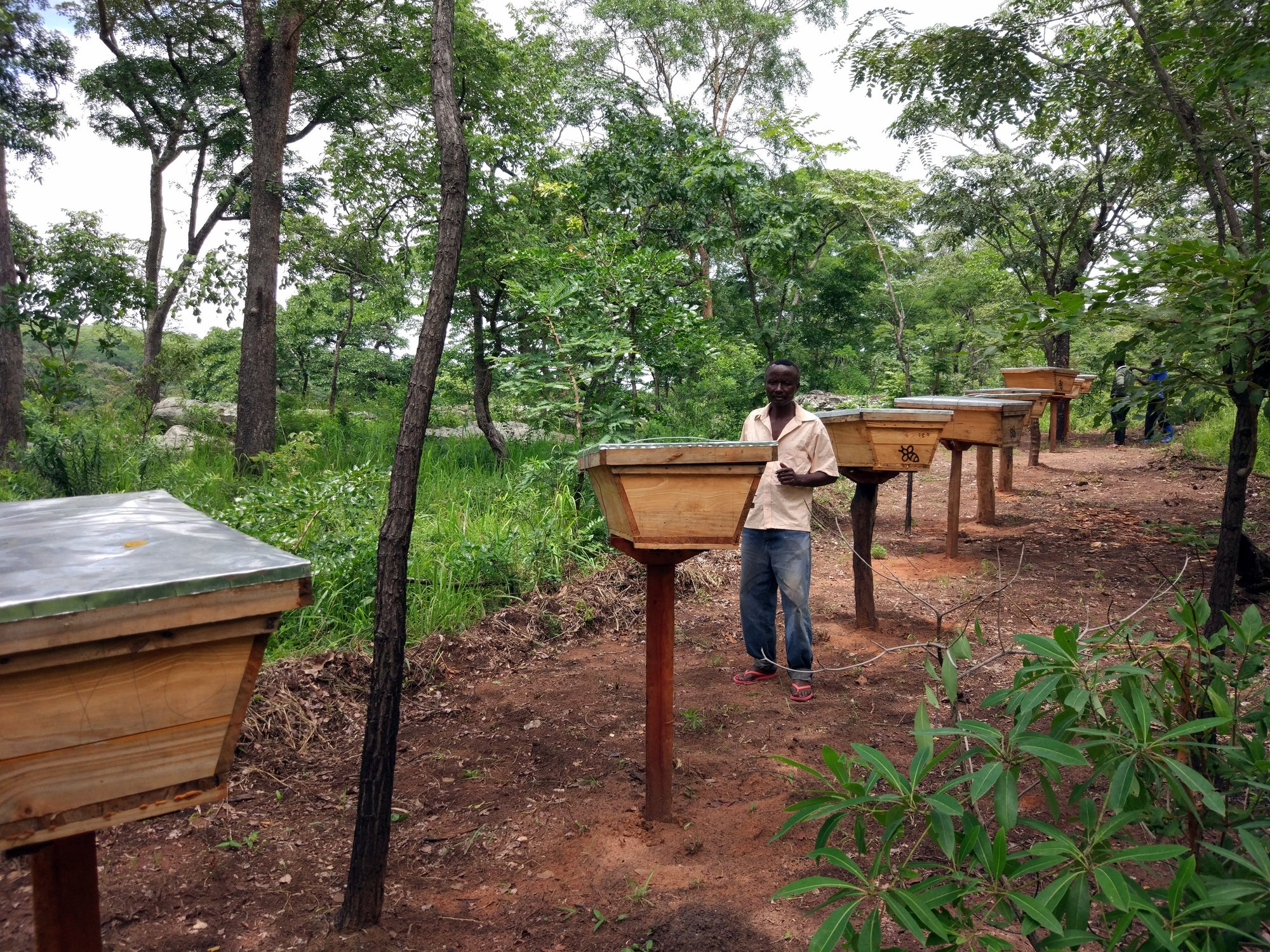 Our Company – African Bronze Honey / 10000 Beekeepers
